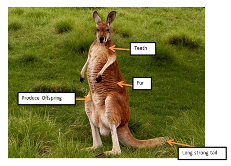 Red Kangaroo Diagram