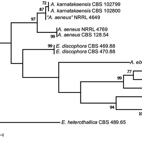 The Single Mp Tree Obtained Based On Phylogenetic Analysis Of Download Scientific Diagram