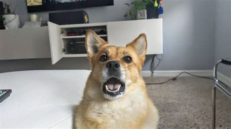 Murph Looking Like A Pikachu Meme R Toofers