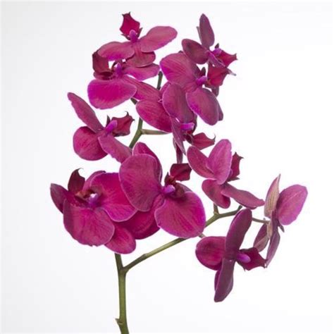 25x Phal Montreux Bol