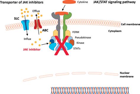 Pharmacology Of Inhibitors Of Janus Kinases Part 1 Pharmacokinetics