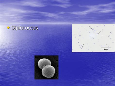 Isolation And Identification Of Pyogenic Cocci Ppt Video Online Download