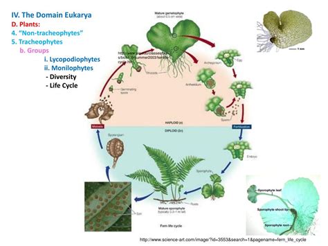 Ppt Diversity Of Non Tracheophytes And Tracheophytes Powerpoint
