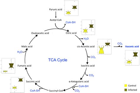 Alterations Of Metabolites In The Tca Cycle And Itaconic Acid In