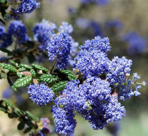 Dark Star Ceanothus Crown Valley Nursery