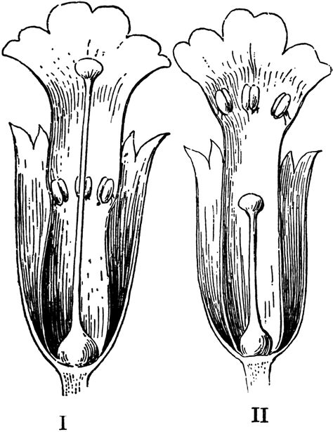 Primrose Flowers Clipart Etc