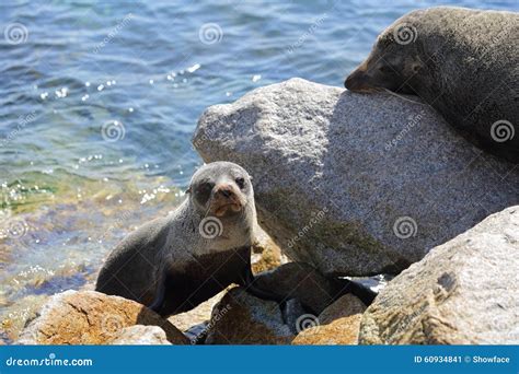 Cucciolo Di Foca Che Emerge Dallacqua Immagine Stock Immagine Di