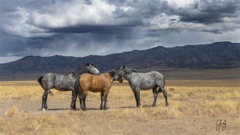 Photographing Wild Horses In Utahs West Desert Late May