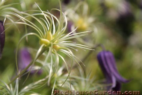 Red House Garden The Good The Bad And The Ugly Clematis Seed Heads