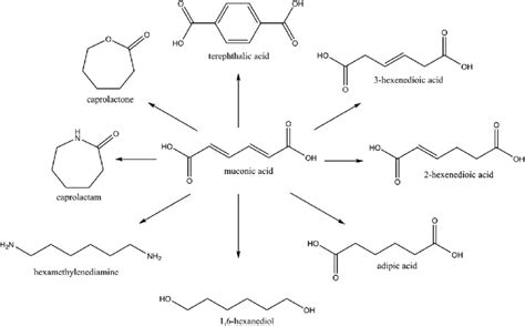 Muconic Acid Diversification Adapted 31 Download Scientific Diagram
