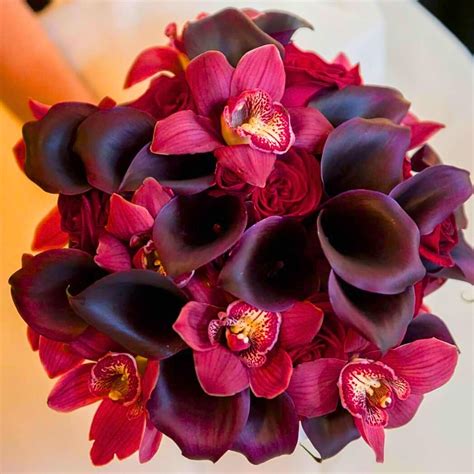 Burgundy Calla Lily Bouquet Wholesale Sumatra Burgundy Cherry Color