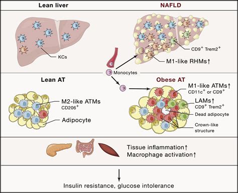 Inflammation In Obesity Diabetes And Related Disorders Immunity