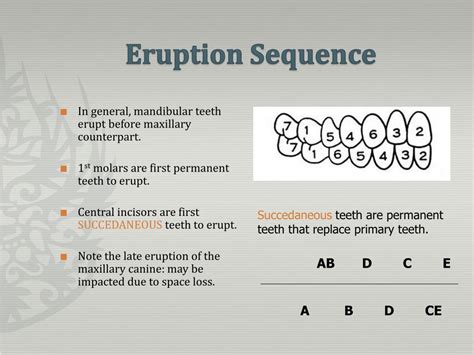 Ppt Primary Dentition Powerpoint Presentation Free Download Id 3709212