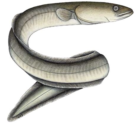 American Eel Downeast Salmon Federation