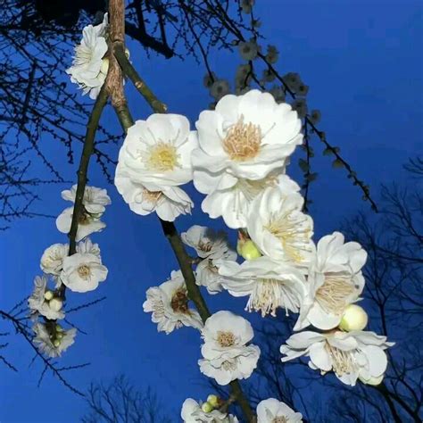 آیا میدانستید؟ 💠کوچکترین مار جهان این مار کوچک از خانواده قلمی ‌مارانکه از مغز مداد باریکتر