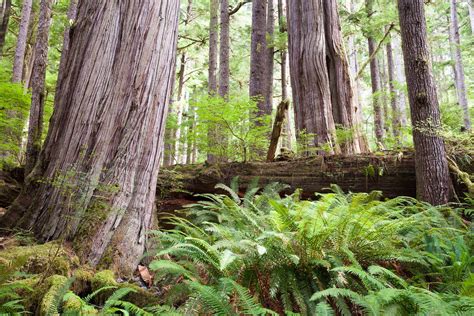 Old Growth 101 The Facts On Ancient Forests In Bc Ancient Forest
