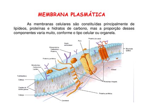 Aula De Membrana Plasmatica Docsity