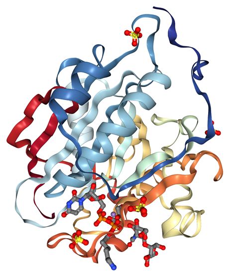 B4galt1 Protein Overview Sino Biological