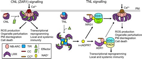 Working Model Of Nlr Mediated Plant Innate Immune Signalling In A