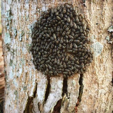 Bark Lice A Guide To Understanding This Bark Louse