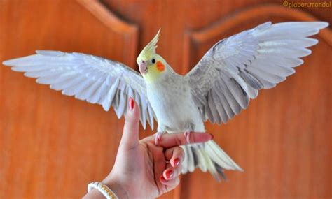 Lovely Beautiful Cockatiel Flight Cockatiel Birds Birds Flying