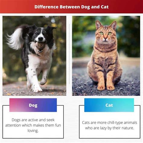 Dog Vs Cat Difference And Comparison