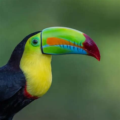 Keel Billed Toucan Facts Diet Habitat And Pictures On Animaliabio
