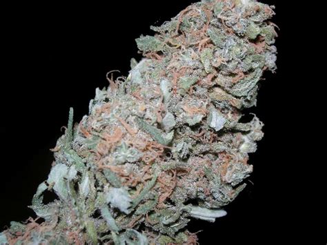 Maple Leaf Indica Regular Strain Sensi Seeds Cannapedia