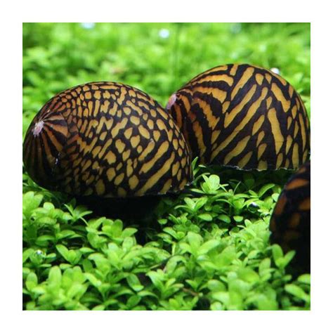 Neritina Batik Pesci Tropicali Online Vendita Online Pesci Tropicali