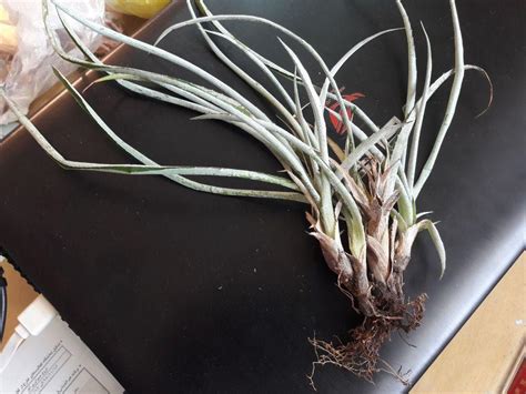 Bromeliad Identification In The Plant Id Forum