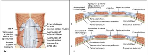 Anatomy Of The Abdominal Wall A Anatomy Of The Abdominal Wall