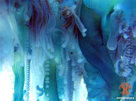 Physalia Physalis 1 De 6 51107