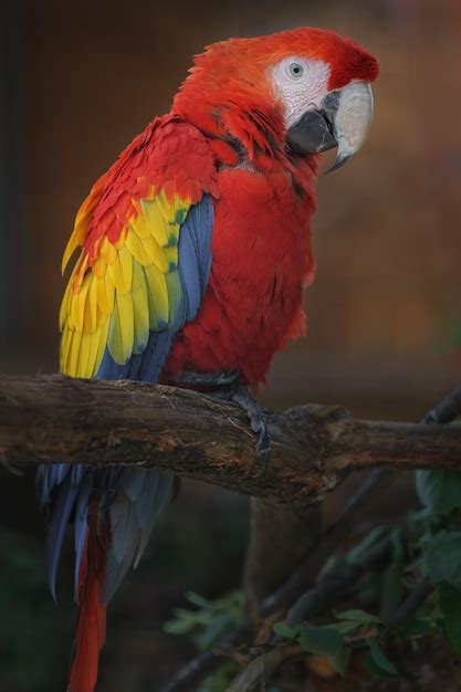Premium Photo Scarlet Macaw
