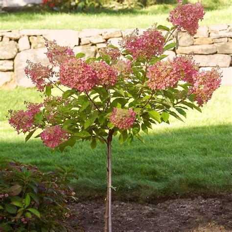 Phantom Hydrangea Tree