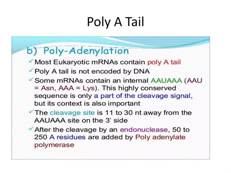 Rna Processing Post Transcriptional Modifications Splicing Capping