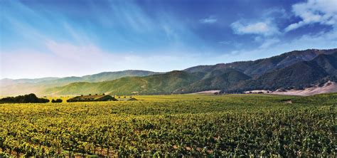 Talbott Sleepy Hollow Pinot Noir 2019 Nicholas Wines