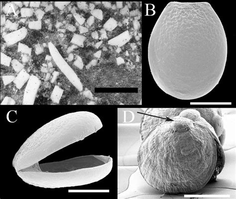Pistolgrip A Conglutinates And Glochidia Released In The Laboratory