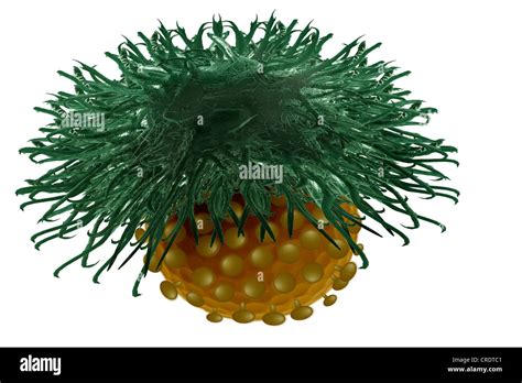 Dendritic Cell Of The Immune System Detecting A Bacterium Illustration