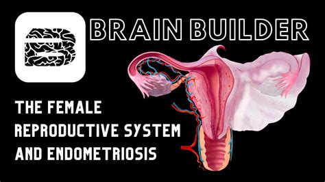 Endometriosis In The Brain Stimulating Brain With Ultrasound Can