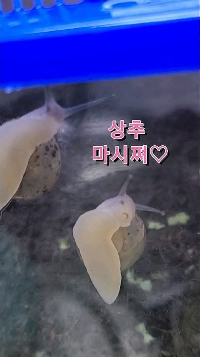 고양이키우는 집에서 달팽이도 키우게 되었어요달팽이 달팽이기르기 Youtube