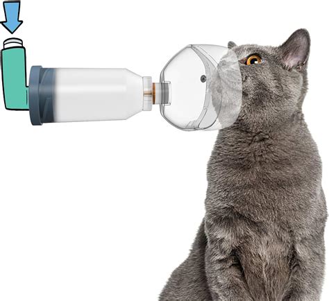 Cat Inhaler Spacer Treatment Of Feline Lower Airway Disease Eoys