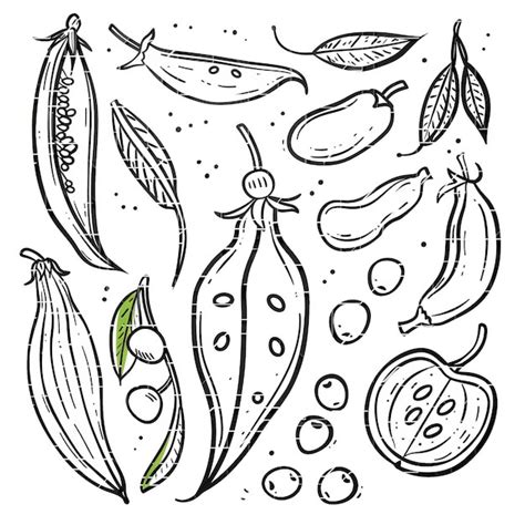 Pea Flat Vector Linear Templ Set Illustration High Quality Premium Ai