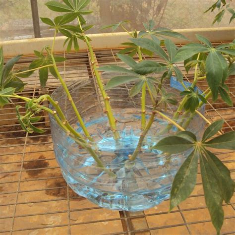 Planted Cassava Ministem Cuttings With Auxiliary Buds Growing Into