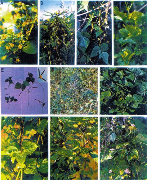Photographs Depicting Vegetative Morphology Of Some Wild Vigna Species