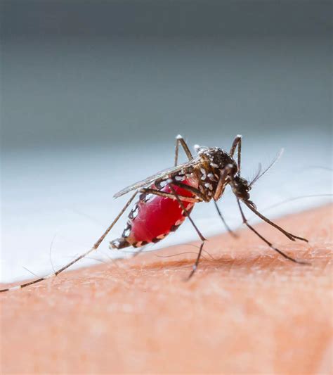 Mosquito Bites In Babies Recognition Relief And Prevention