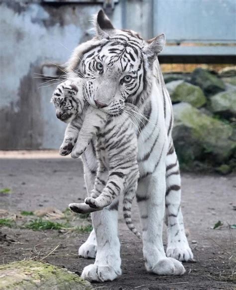 White Bengal Tiger Cubs With Blue Eyes