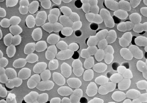 Enterococcus Vircell