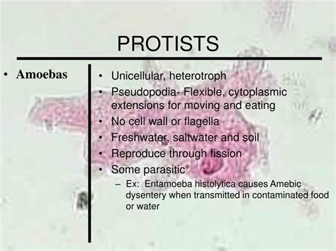 Ppt Ch 21 Protists Powerpoint Presentation Free Download Id1219871