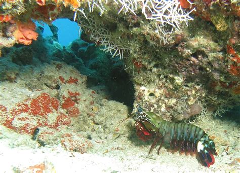 Meet The Mantis Shrimp An Invertebrate That Sees More Colors Than