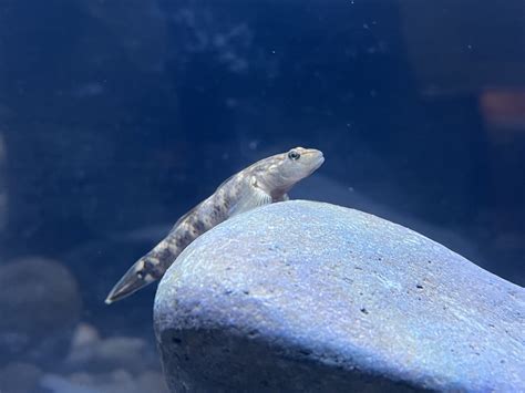 ヨシノボリ初展示 北の大地の水族館 山の水族館 | 公式ホームページ ヨシノボリ初展示 北の大地の水族館 山の水族館 | 公式ホームページ